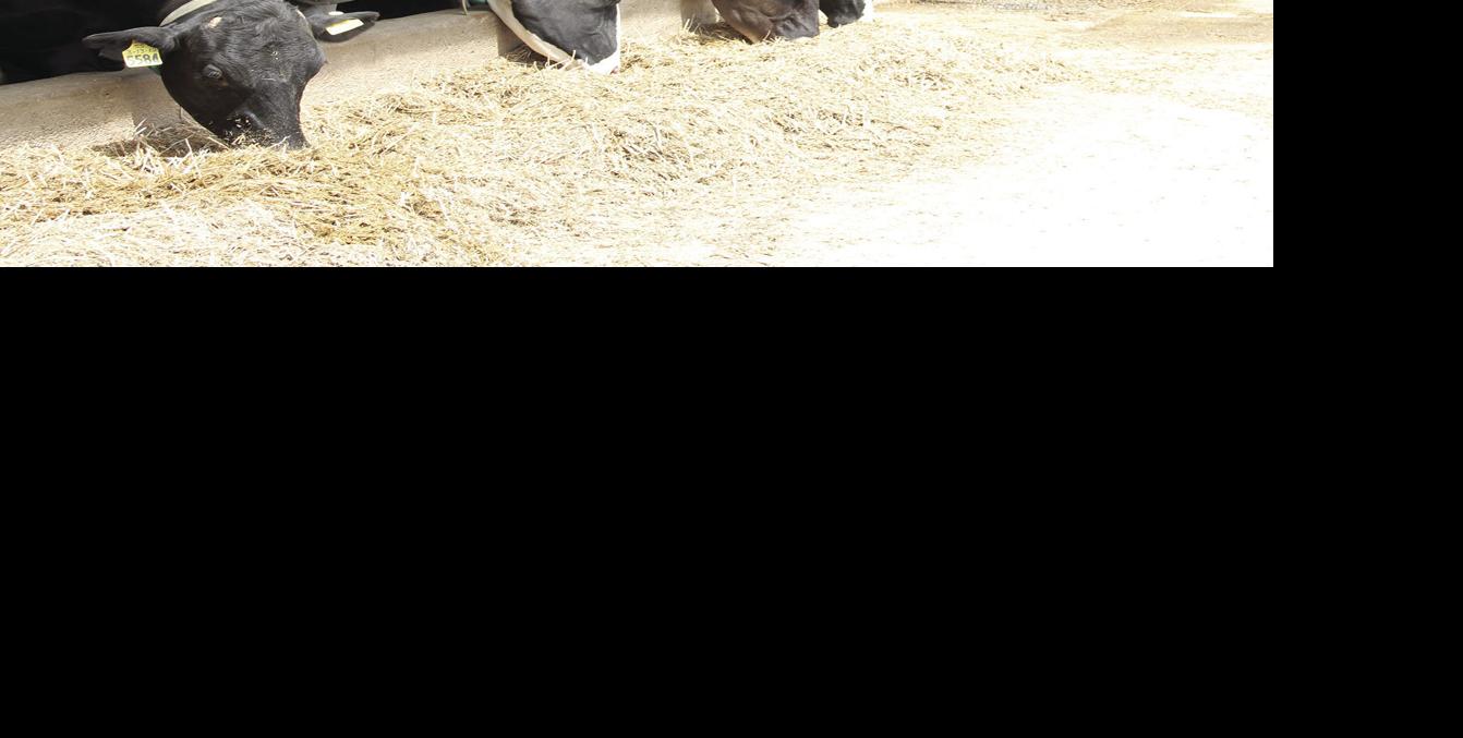 Define feed-efficient cow