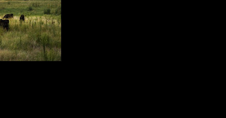 Grazing impact on soil health studied