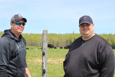 University of Minnesota cows make it through winter in fine form
