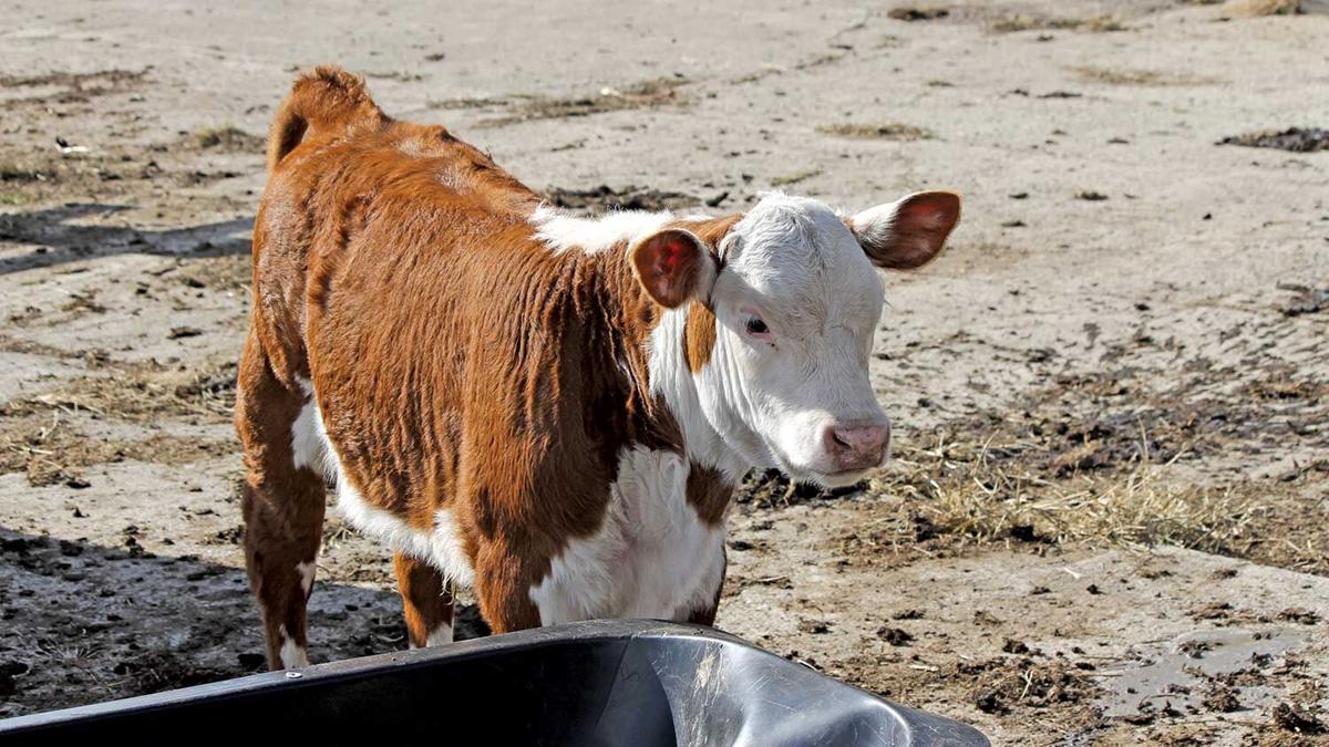 Nutrition needs shift for fall calf management
