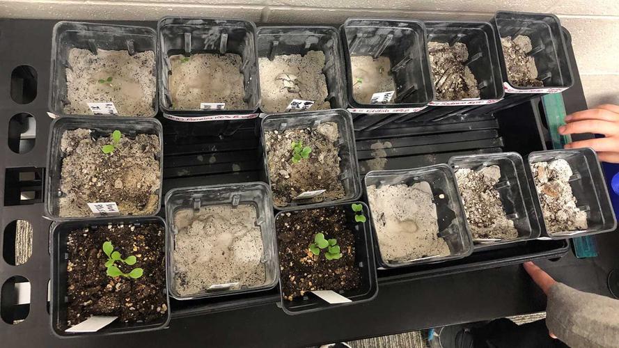 Iowa youth experiment with moon crops