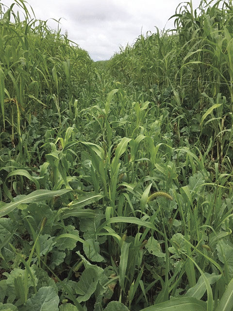 Tips for successful cover cropping | Crop | agupdate.com