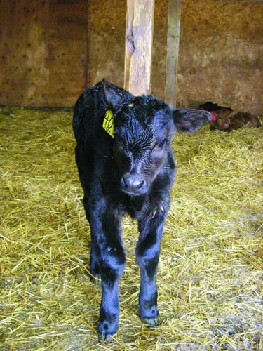 Changing calving dates can affect all aspects of ranching operation
