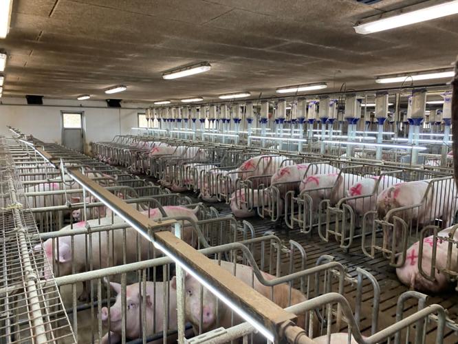 Travels to Denmark spotlight pork industry