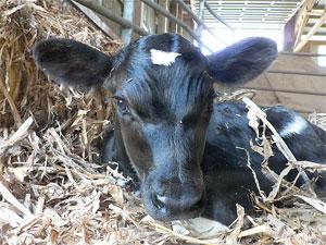 Don’t Forget Basics of Hydration & Disinfection in Getting Calves Off ...