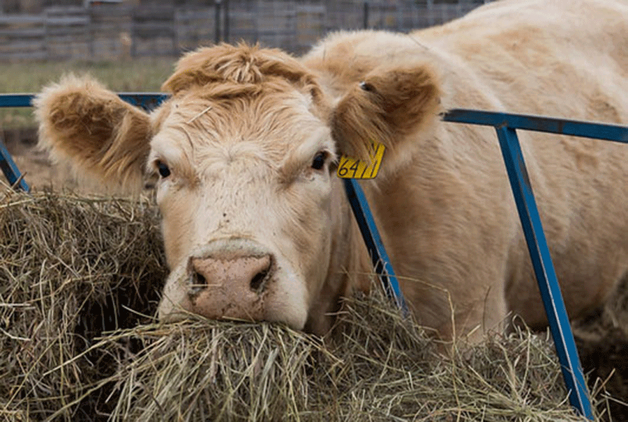 Limit hay waste to lower feed costs