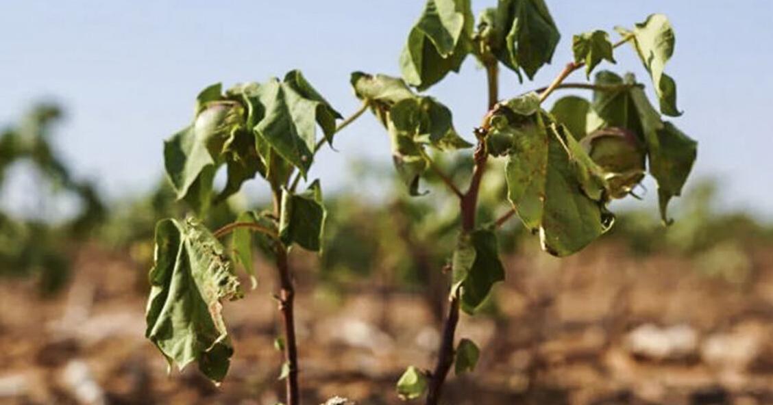 Weather disasters cause huge crop losses
