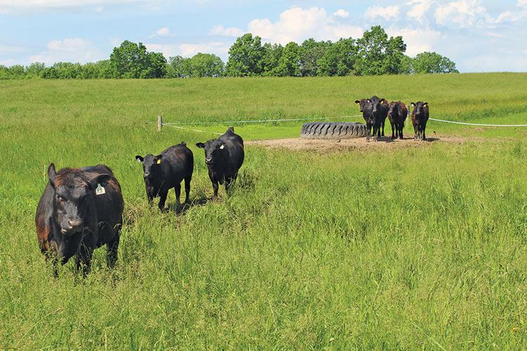 Rotational grazing benefits soil, performance