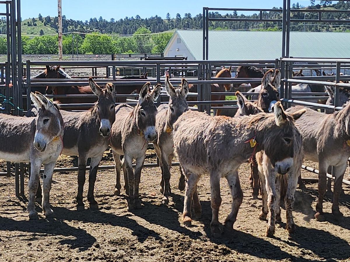 BLM places 42 horses, burros during Billings adoption event
