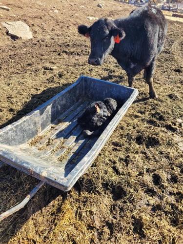 Calving in full swing at the Liebert ranch