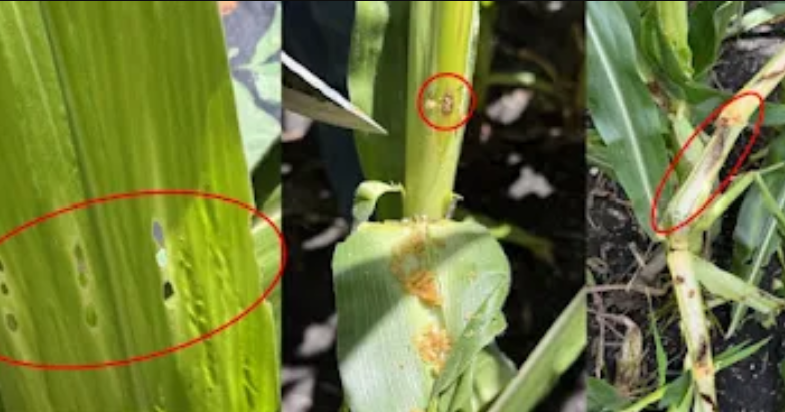 Stalk borer damages cornfields