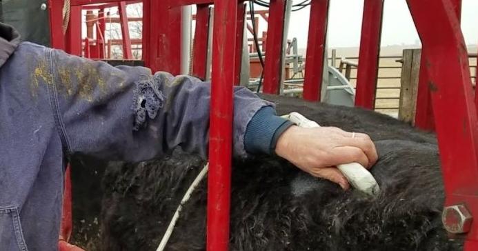 Carcass ultrasound evolves