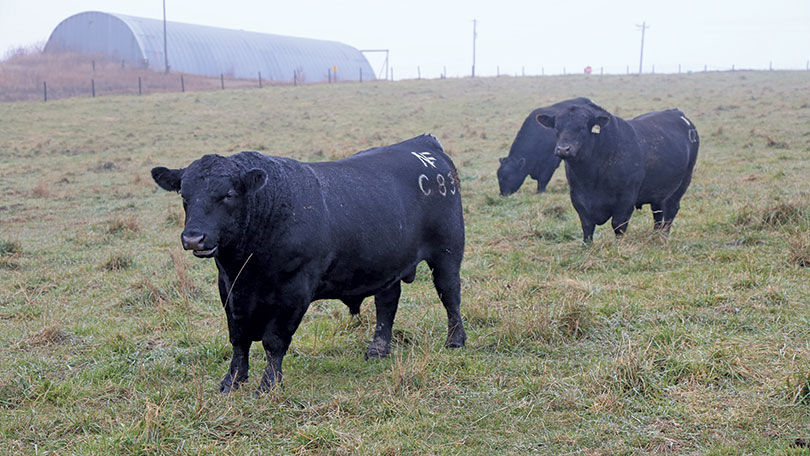 Producers use data to adjust beef cattle performance