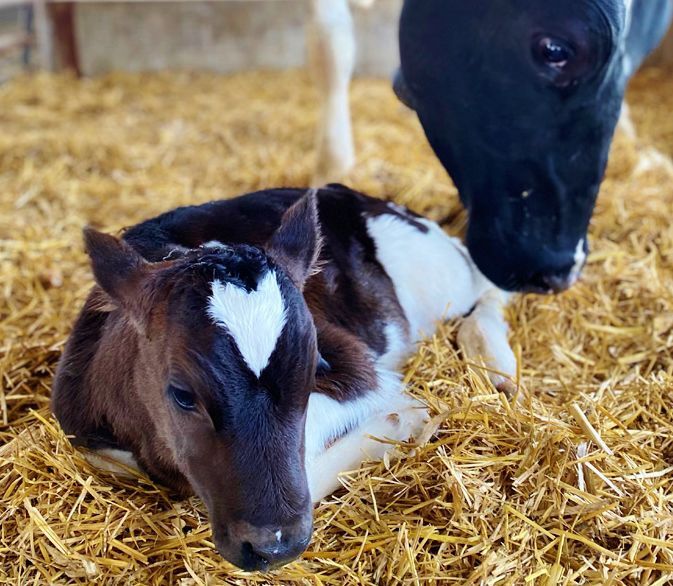 Scours protection starts in dry period
