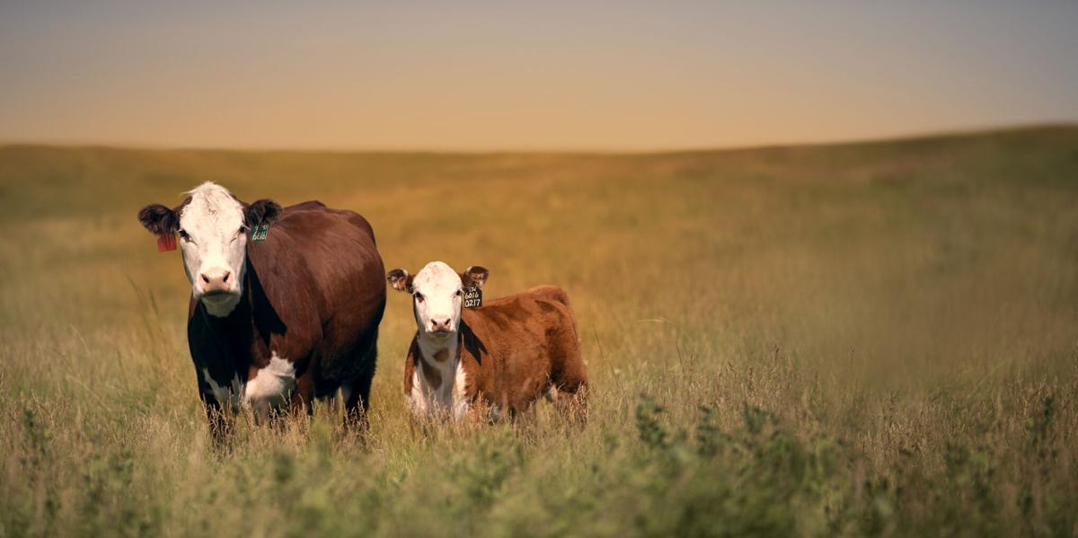 Lab: Use vigilance toward emerging cattle parasite