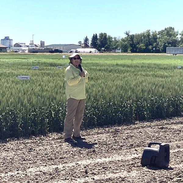 Forage, feed, or malt – there’s a barley for that