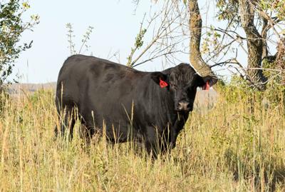 What to do when a bull fails a breeding soundness exam