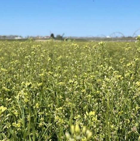 Yield 10 contracting for winter camelina in Montana