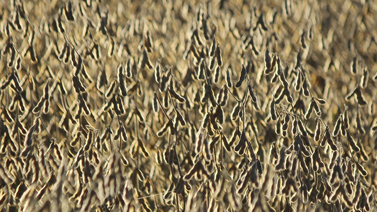 Frost-damaged soybean need special attention