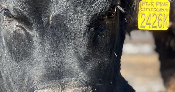 Preparations for Five Pine Cattle Co. sale includes catalog publication