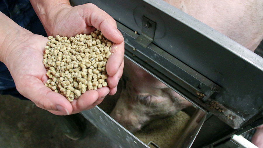 Producers update management strategies in wake of VFD