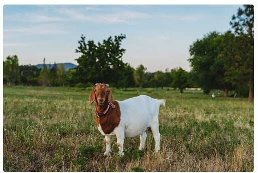 Meat goat production gaining interest in Montana