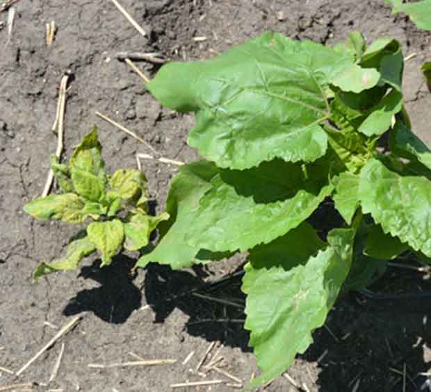 Downy mildew developing in sunflowers