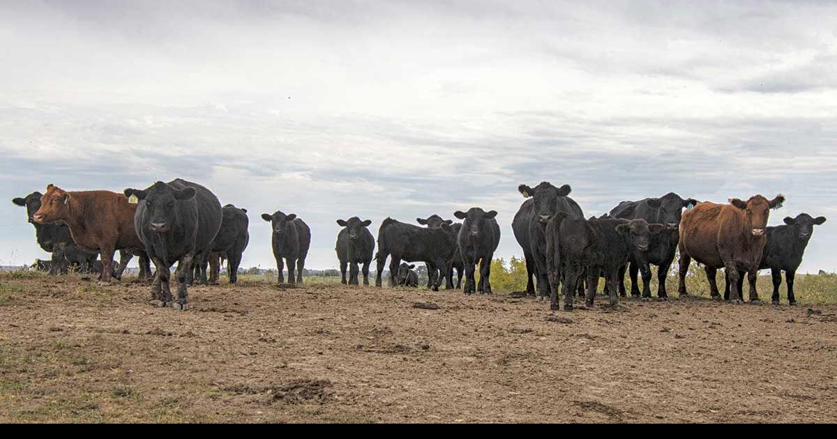 Finished cattle prices, beef production show strength