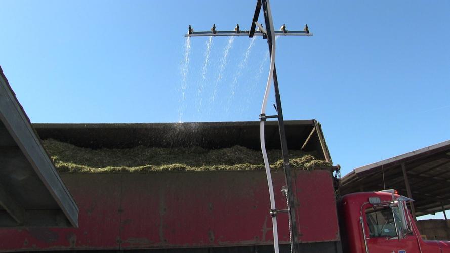 Bacterial silage inoculants improve fermentation