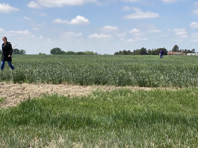 Ankle-high wheat: Farmers evaluate how to use drought-stricken winter ...