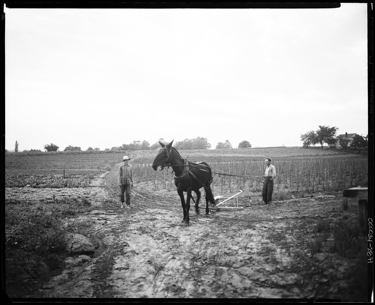 Farm economy in the 1920s struggled under war surplus