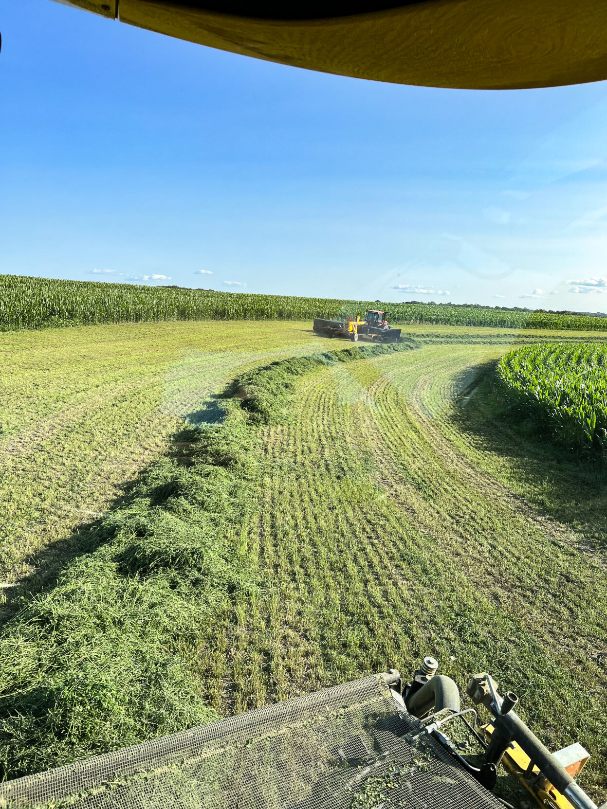 Contributed Photo Cover crops of rye and triticale are used for forage ...