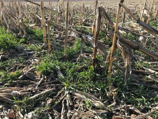 Manage grass-cover-crop termination