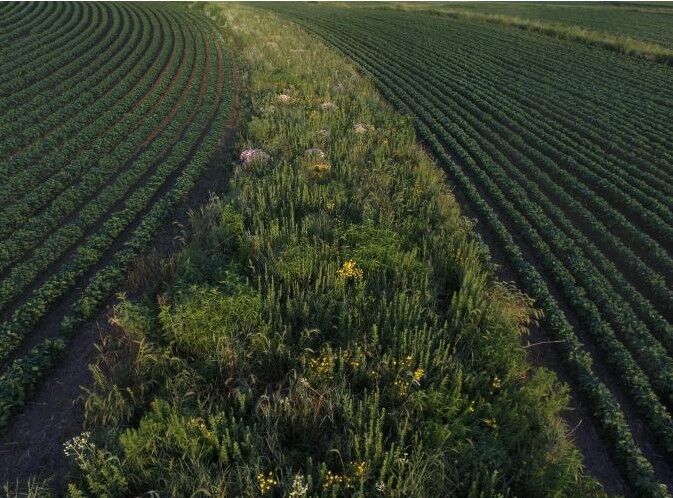Precision ag, prairie strips can boost land health, offer additional ...