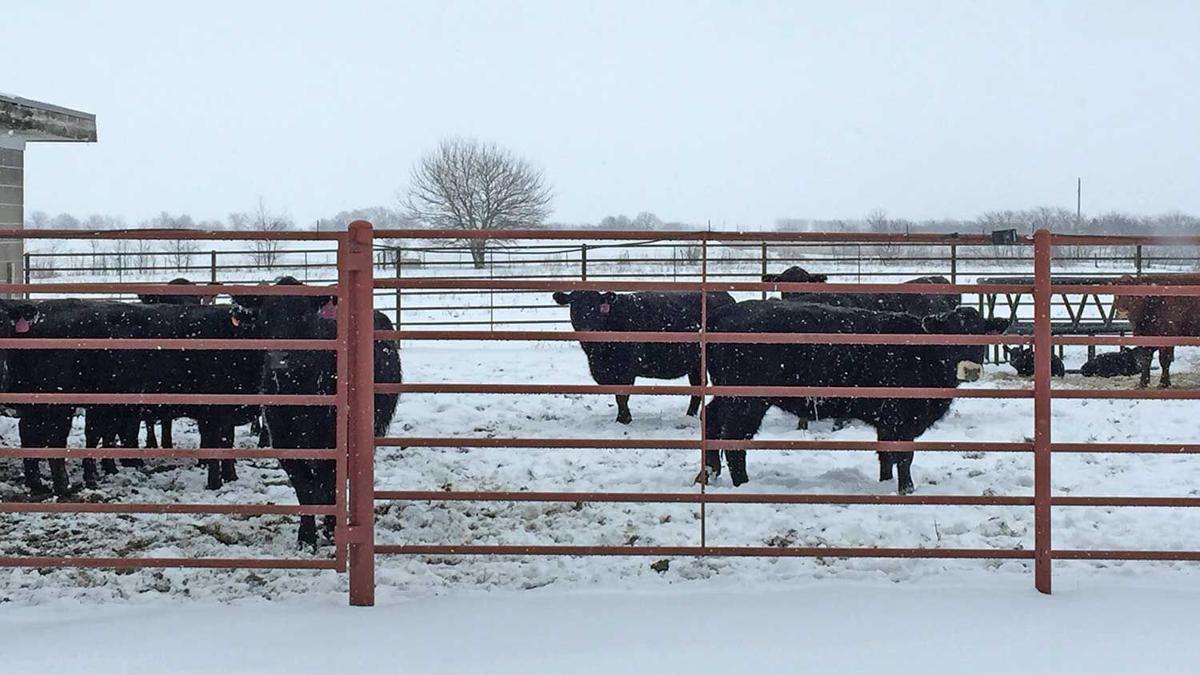 Protect cattle from winter weather challenges