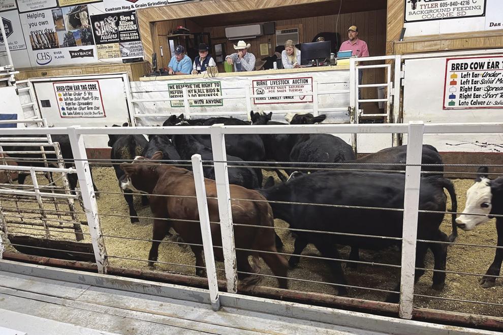 A family legacy: Burke Livestock Auction going strong after nearly 60 years