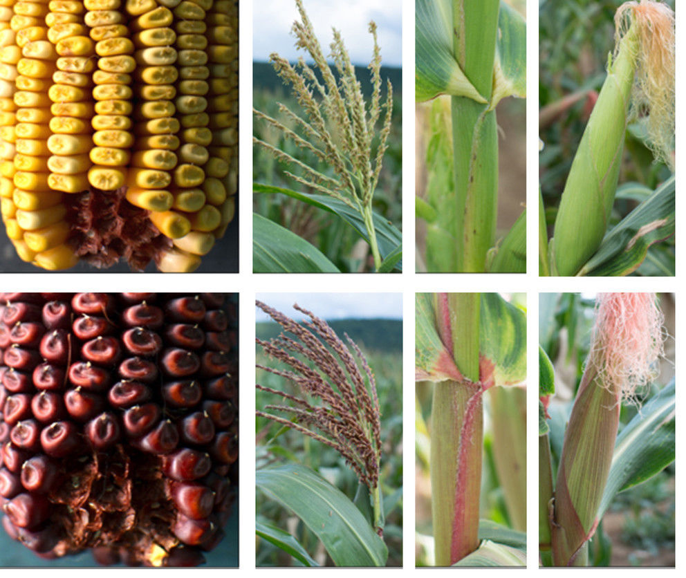 Corn-gene discovery helps breeding efforts | Agri-View | agupdate.com