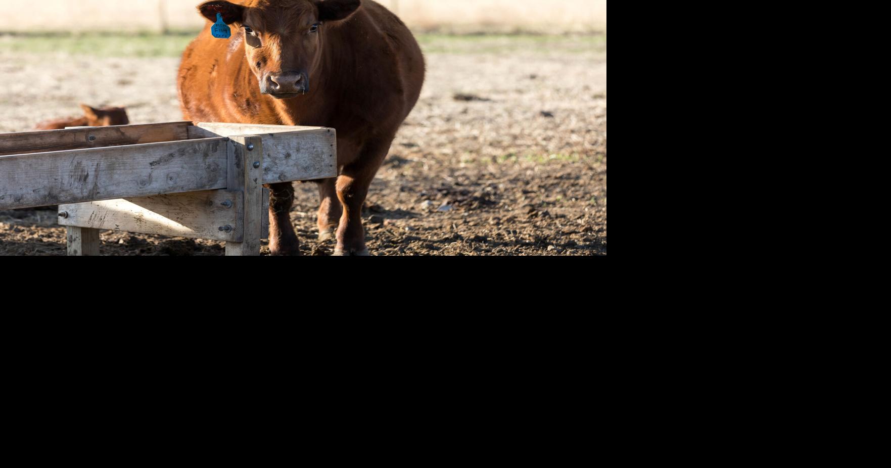 Feeding to manage diminishing returns: K-State cattle experts offer ...