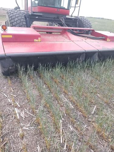 Ankle-high wheat: Farmers evaluate how to use drought-stricken winter ...