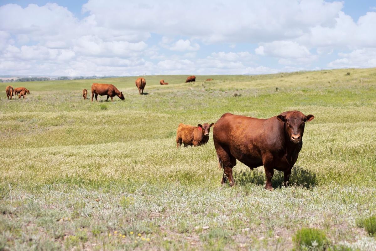 His own spin Nebraska rancher builds seedstock business from scratch