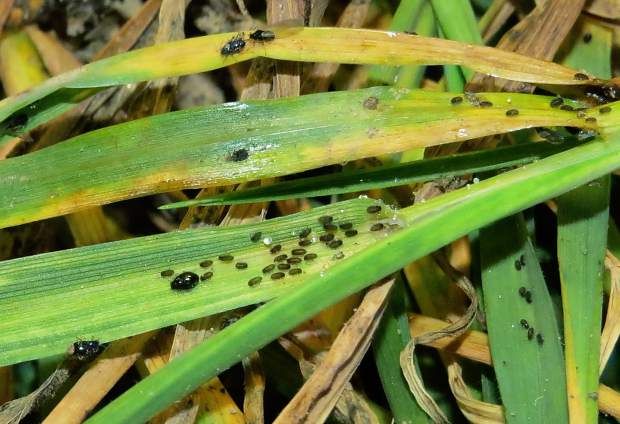 Invasive grain aphid makes first appearance in Colorado