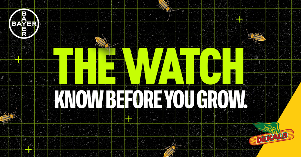 Corn Rootworm Pressure Starts Before Planting: Why Early Monitoring ...
