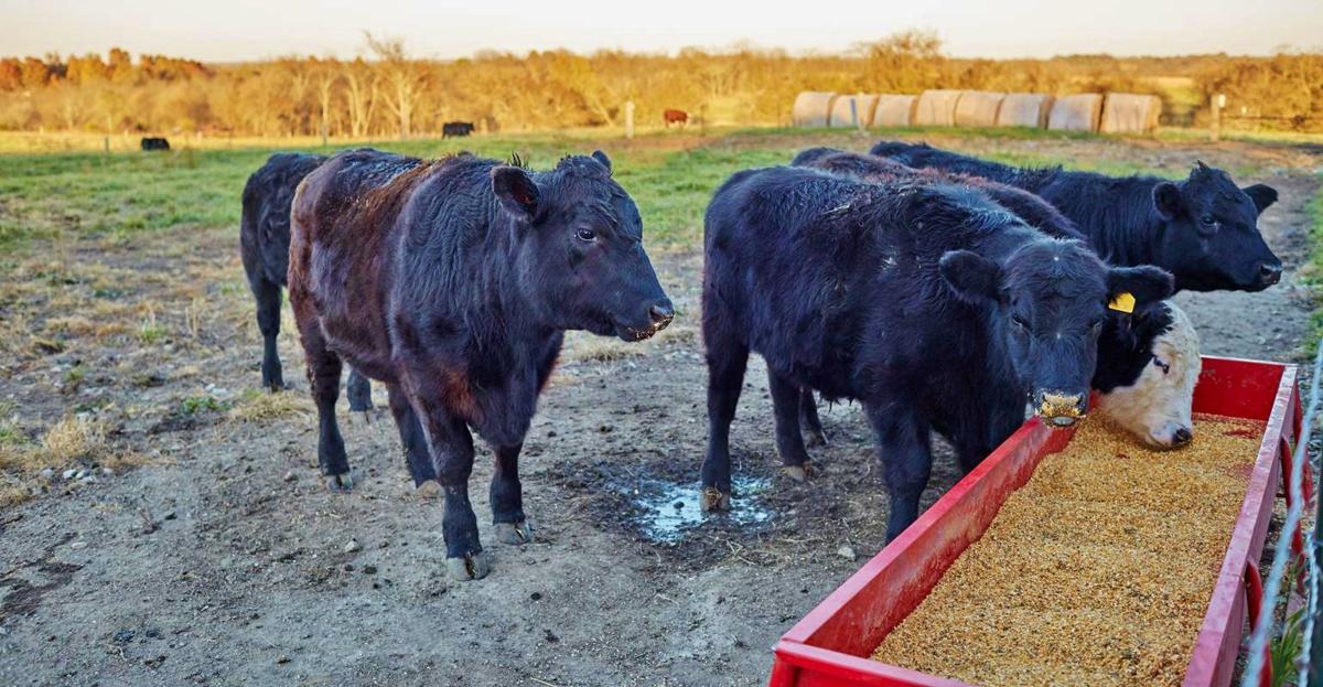 Corn consumption shows improvement | Crops | agupdate.com