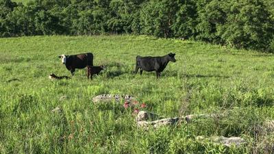 Virtual fencing study looks to protect waterways