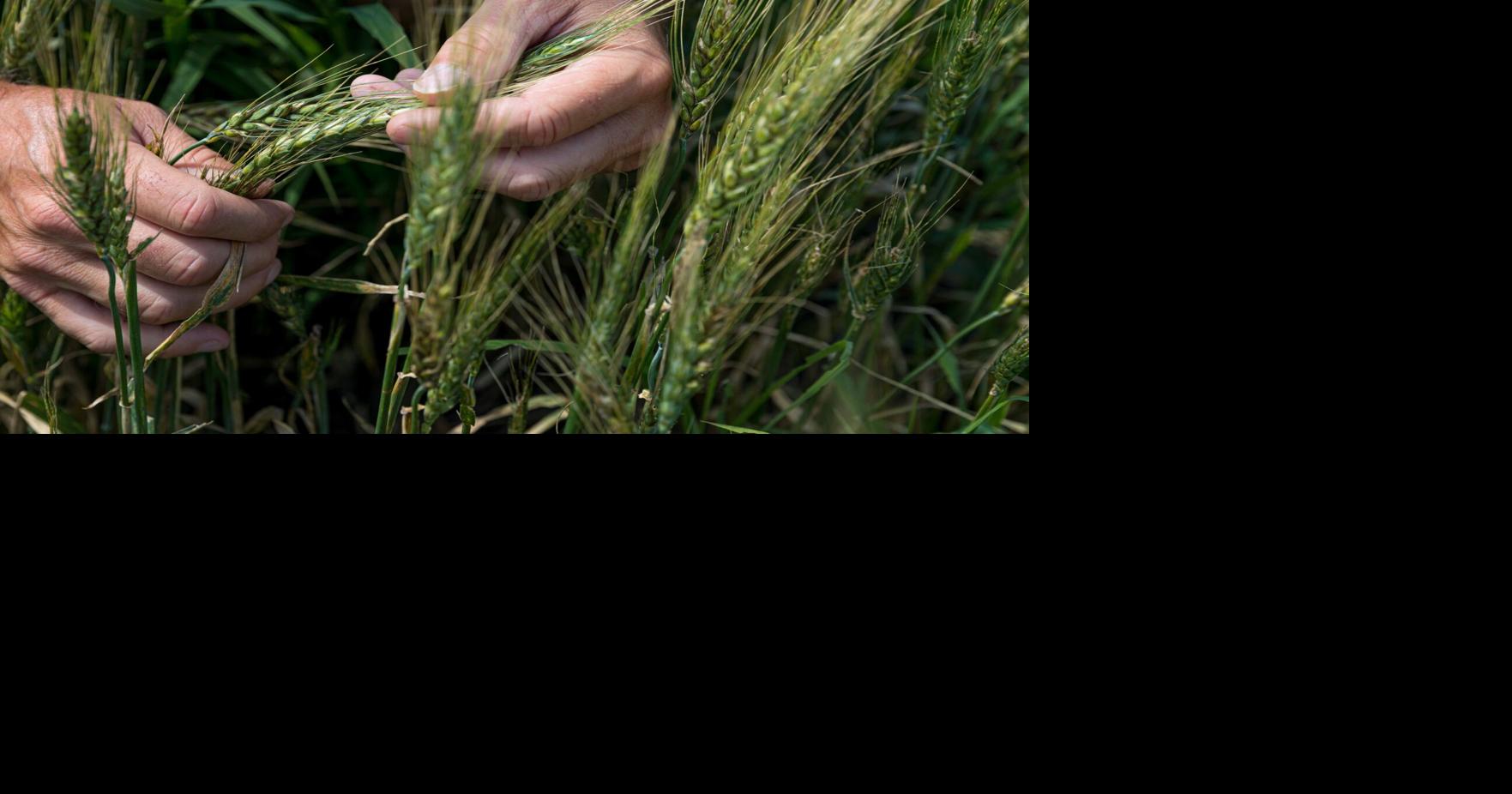 SDSU researchers work to improve heat tolerance in wheat crops