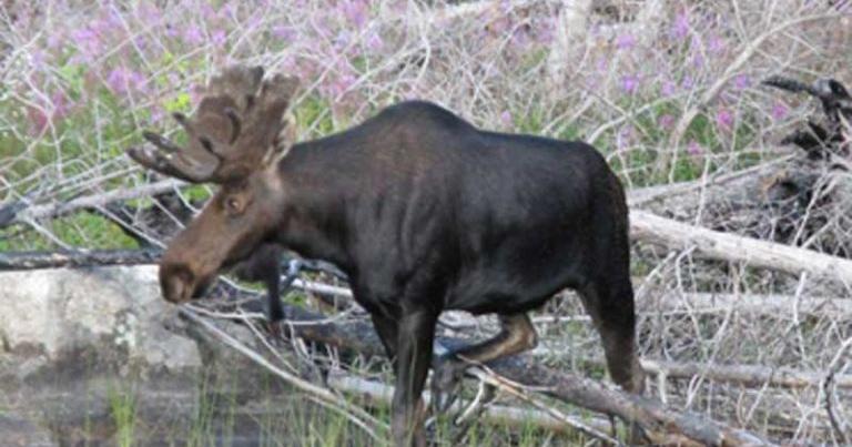 Report: Climate Change Bad for Moose, but Bears Don't Care?