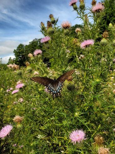 Butterfly in field