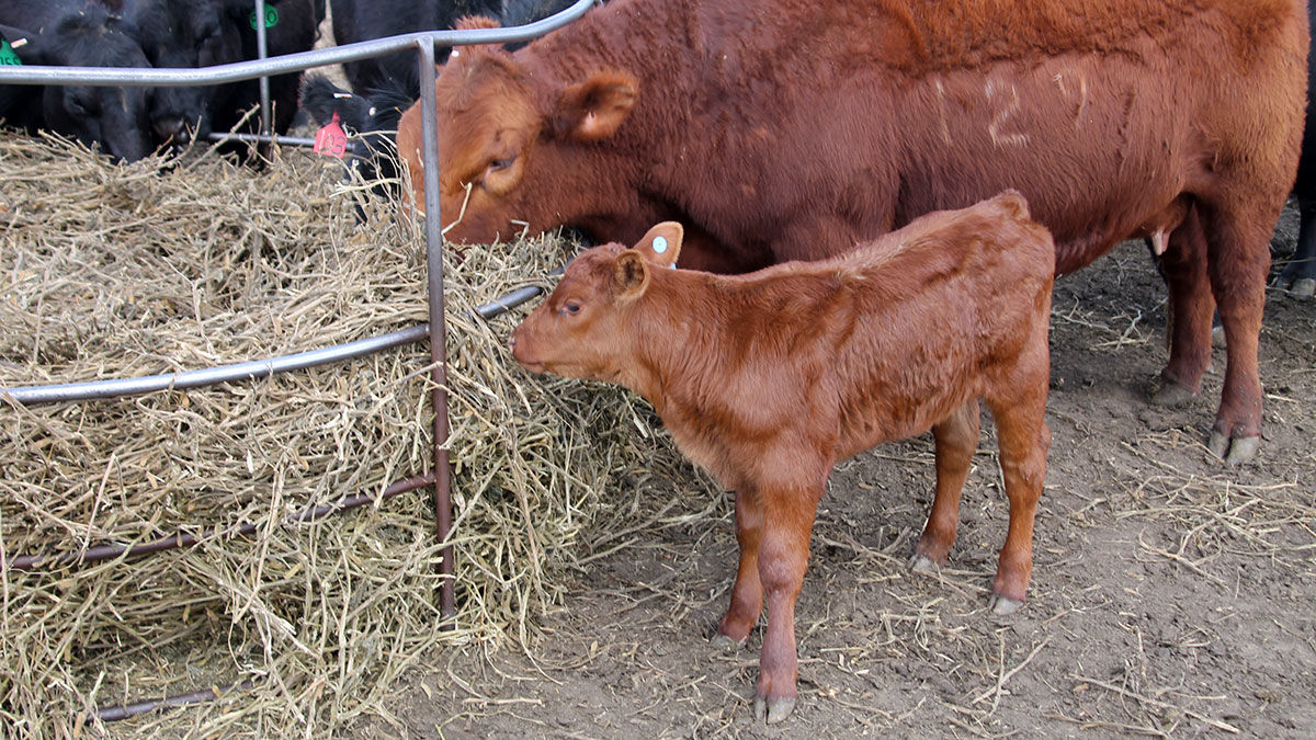 Farm Management Minute: Pay attention to cow-calf nutrition