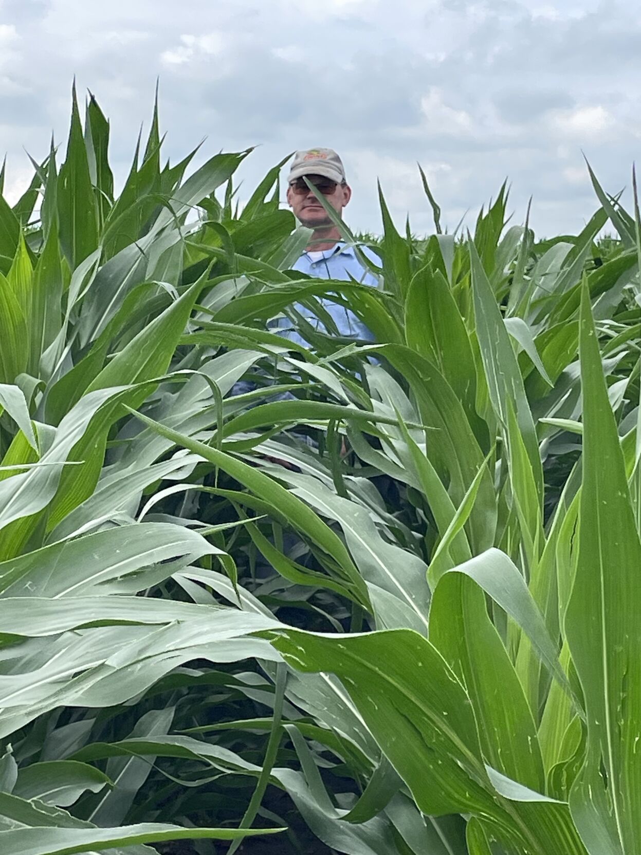 Crops, pastures growing tall and green in western Minnesota