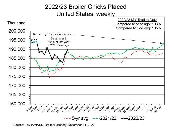 Broiler chicks placed